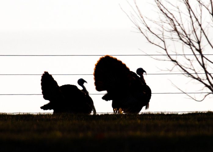 Turkeys by the Dozen - Backyard Poultry